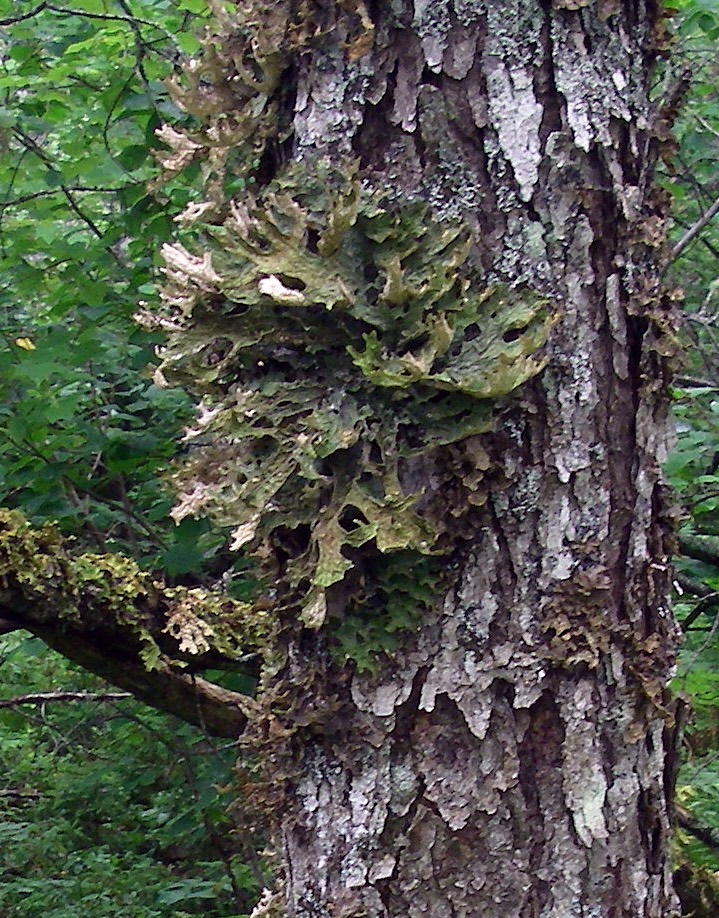 Sunday February 11, 2018 Lichen Walk | Nova Scotia Wild Flora Society