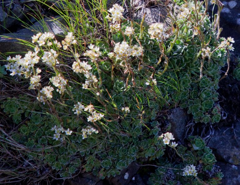 Exploring Cape Breton July 21-30 | Nova Scotia Wild Flora Society