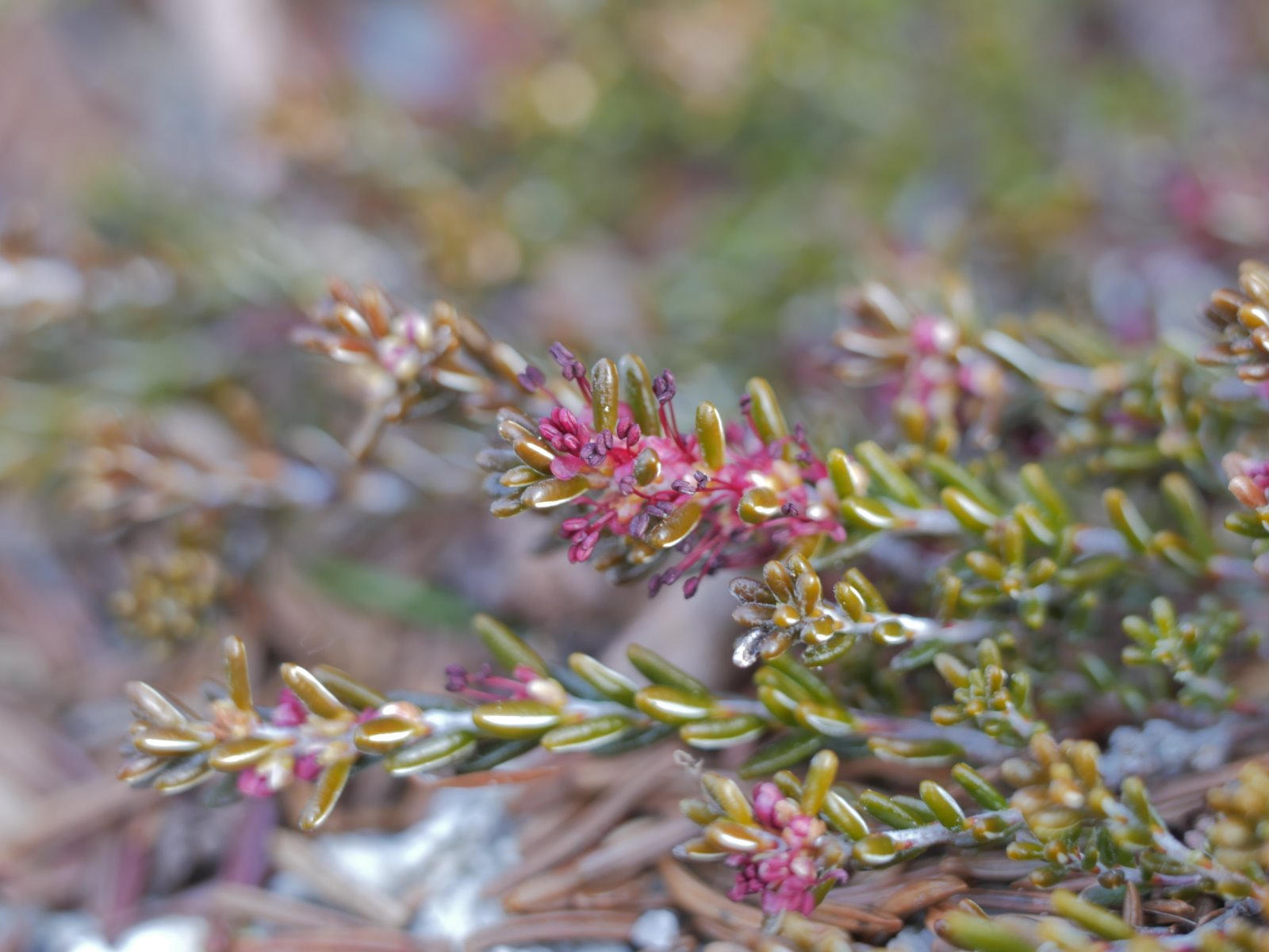 Charlie’s Spring Bloomers | Nova Scotia Wild Flora Society