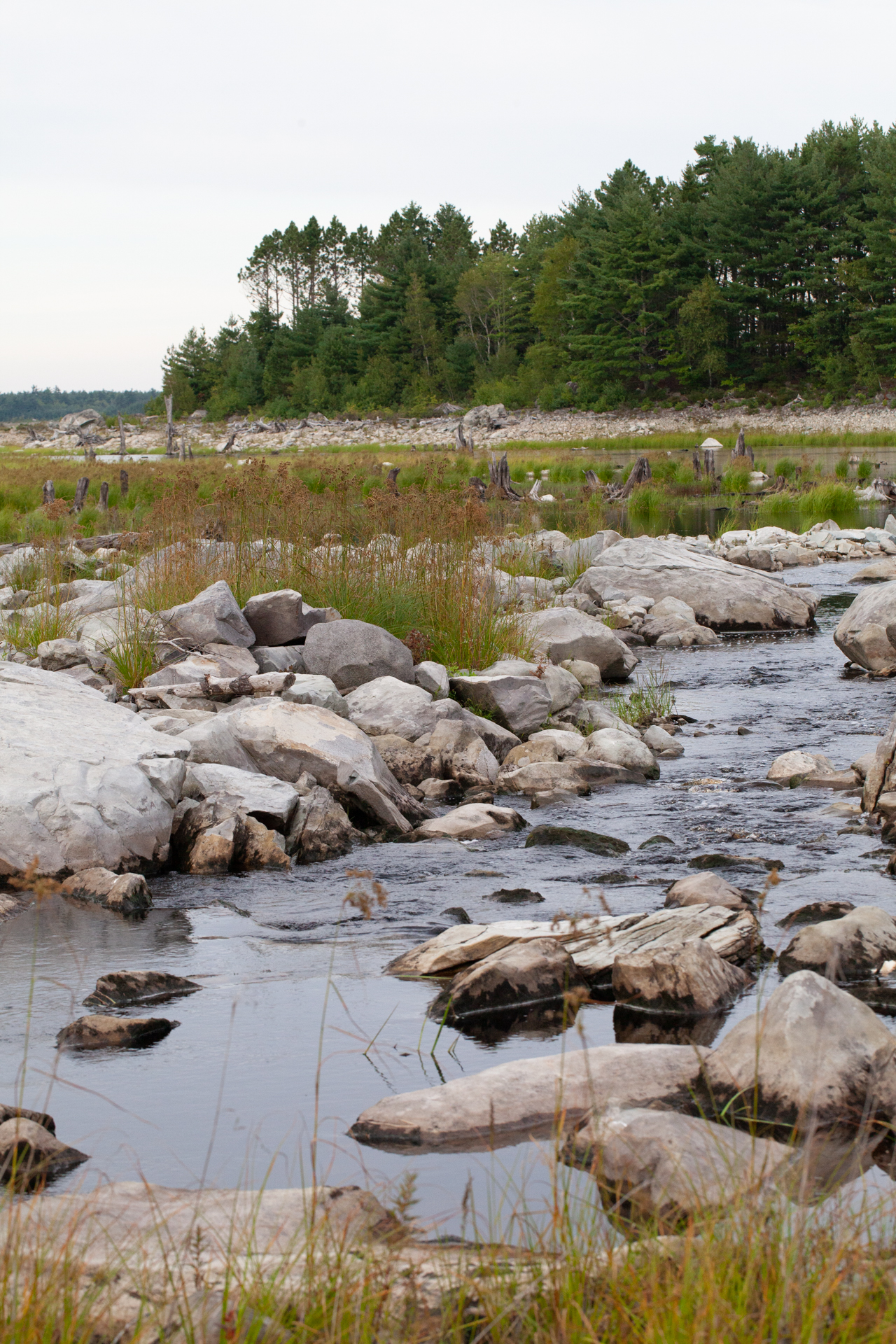 Trip to Area SW of Lake Rossignol | Nova Scotia Wild Flora Society