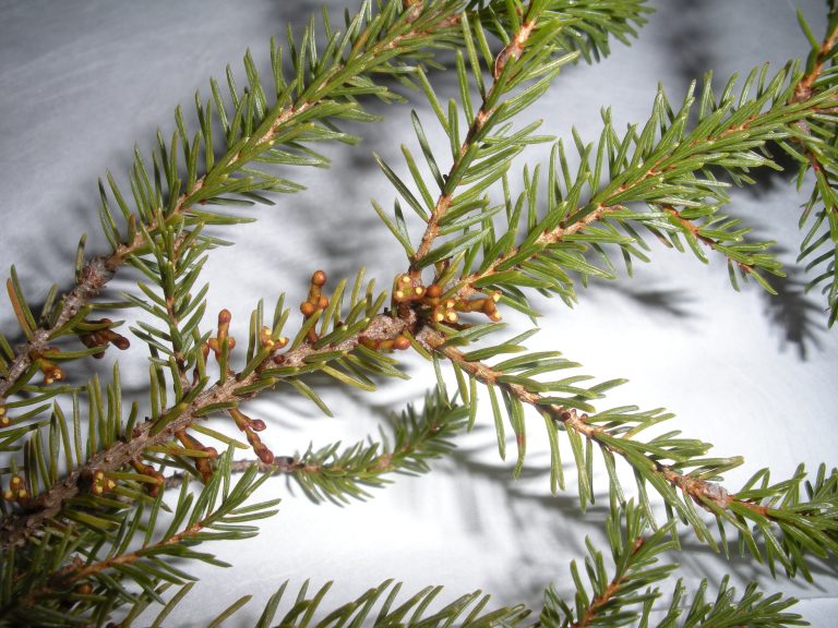 March 28 Online Member’s Meeting: Eastern Dwarf Mistletoe in Nova ...