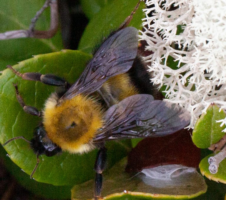 Nova Scotia Wild Flora Society