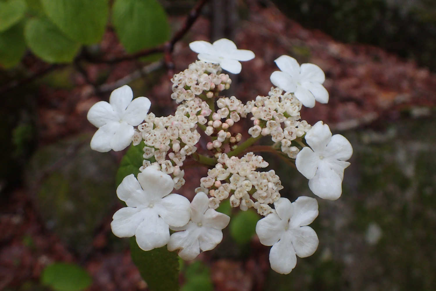 Nova Scotia Wild Flora Society