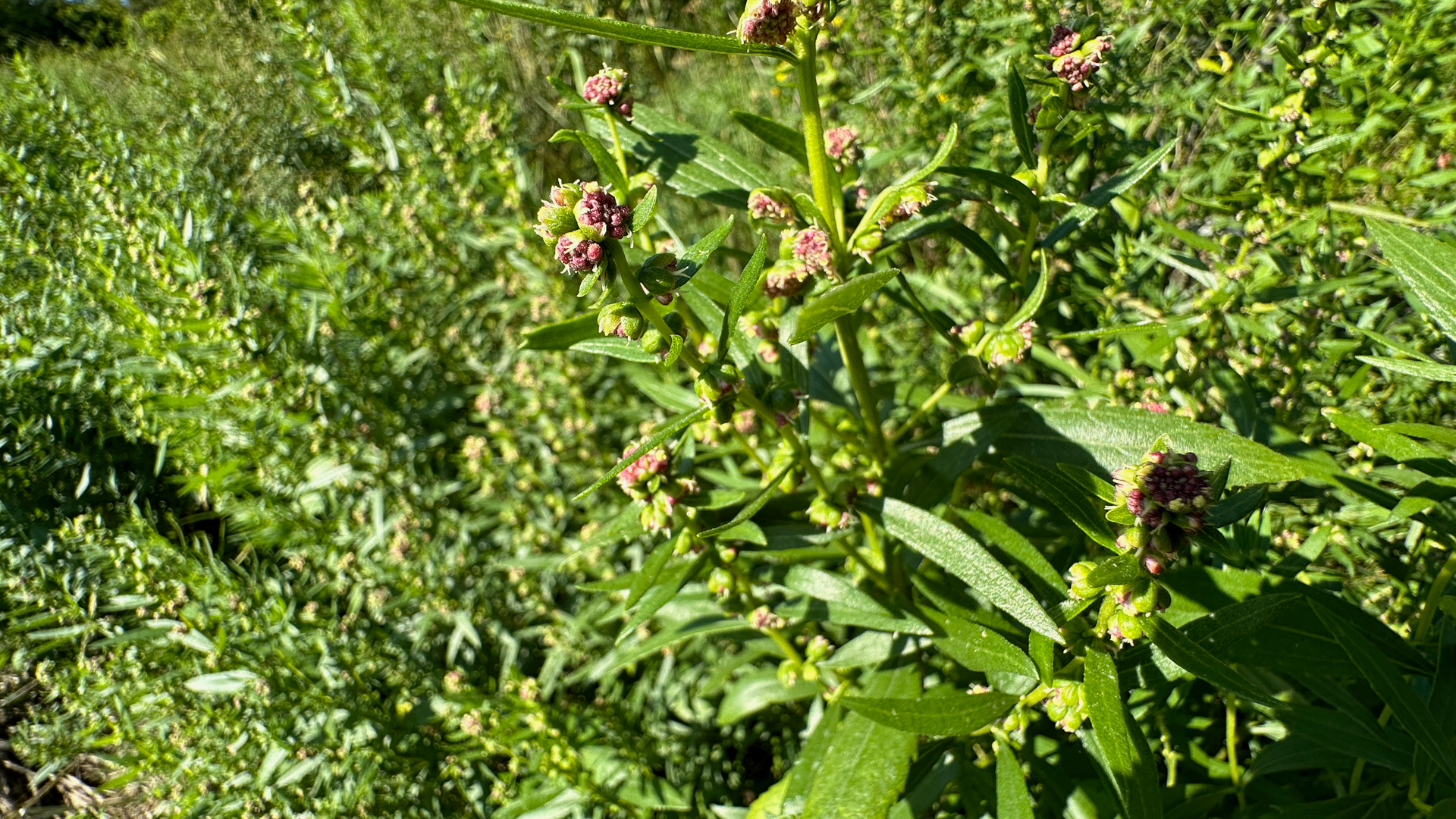 Marsh Elder and other plants of Kingsport Marsh – Sept. 7 | Nova Scotia Wild Flora Society
