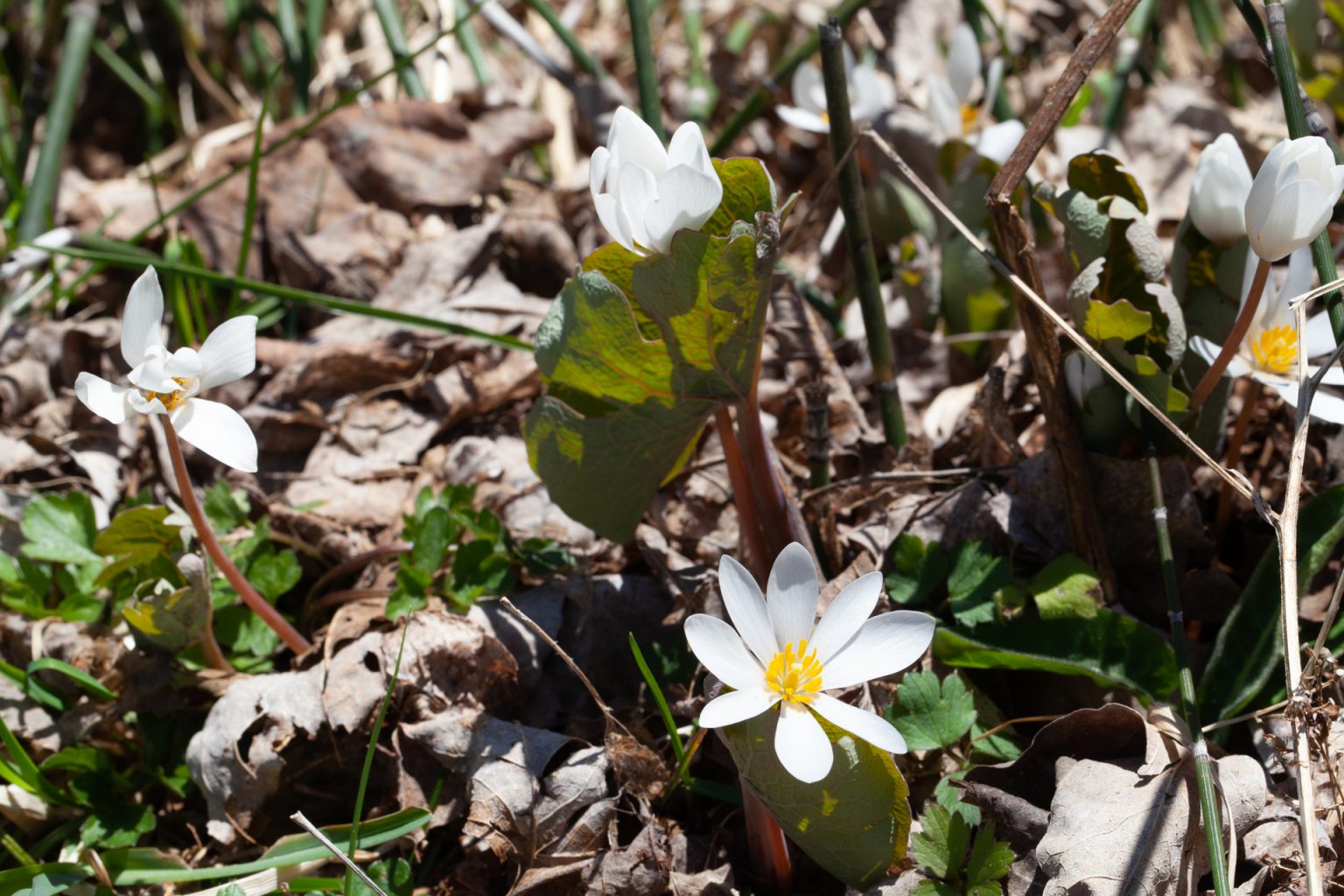 Nova Scotia Wild Flora Society Annual General Meeting – Monday, Apr. 28 at the Museum | Nova ...
