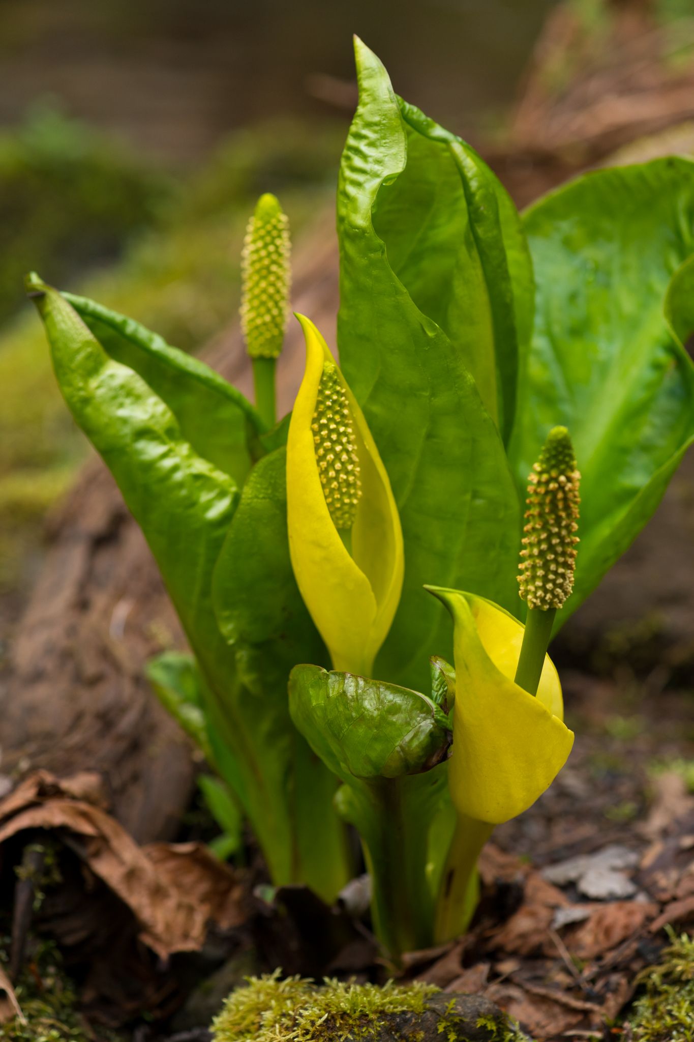 Nova Scotia Wild Flora Society